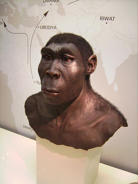Histoire de l'Évolution Humaine: HOMO ERECTUS