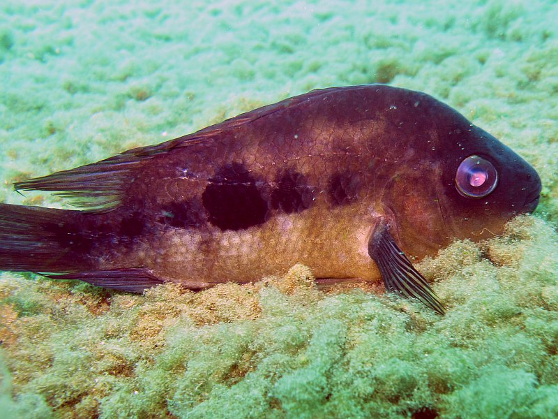 Laguna de Apoyo, Nicaragua: Amphilophus astorquii in a multispecies school
