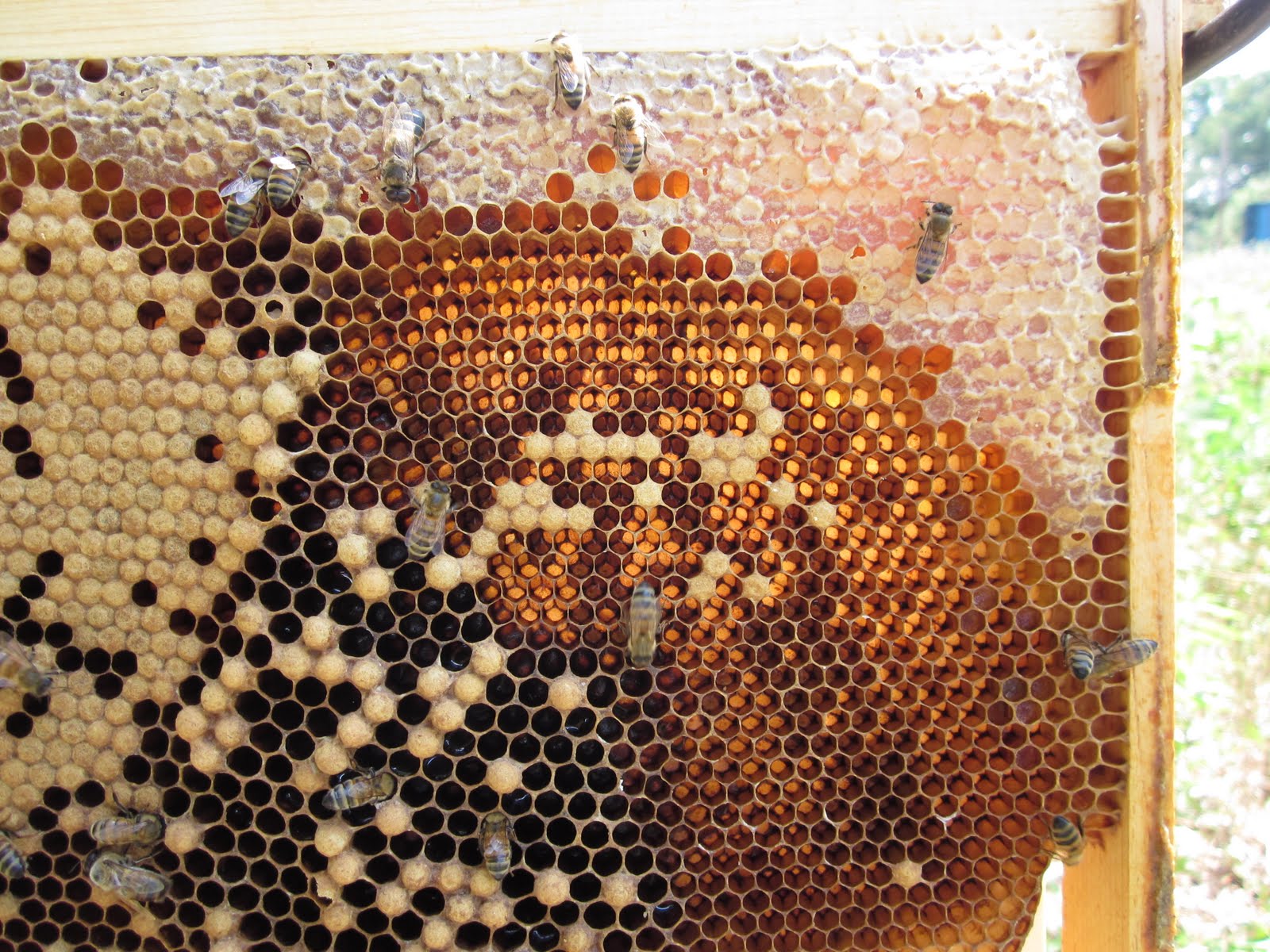 Cassandra's Bees: Sometimes I just don't know