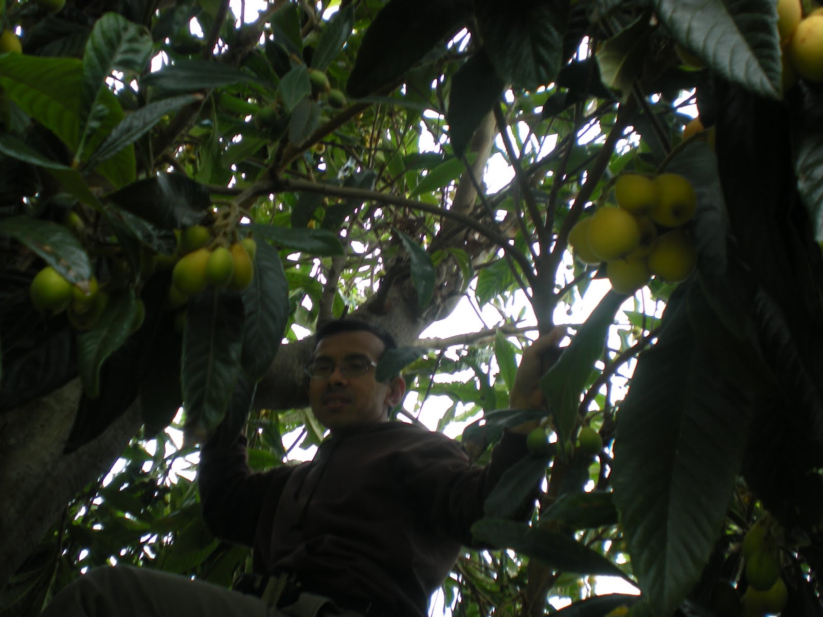 Salam Monash: Loquat