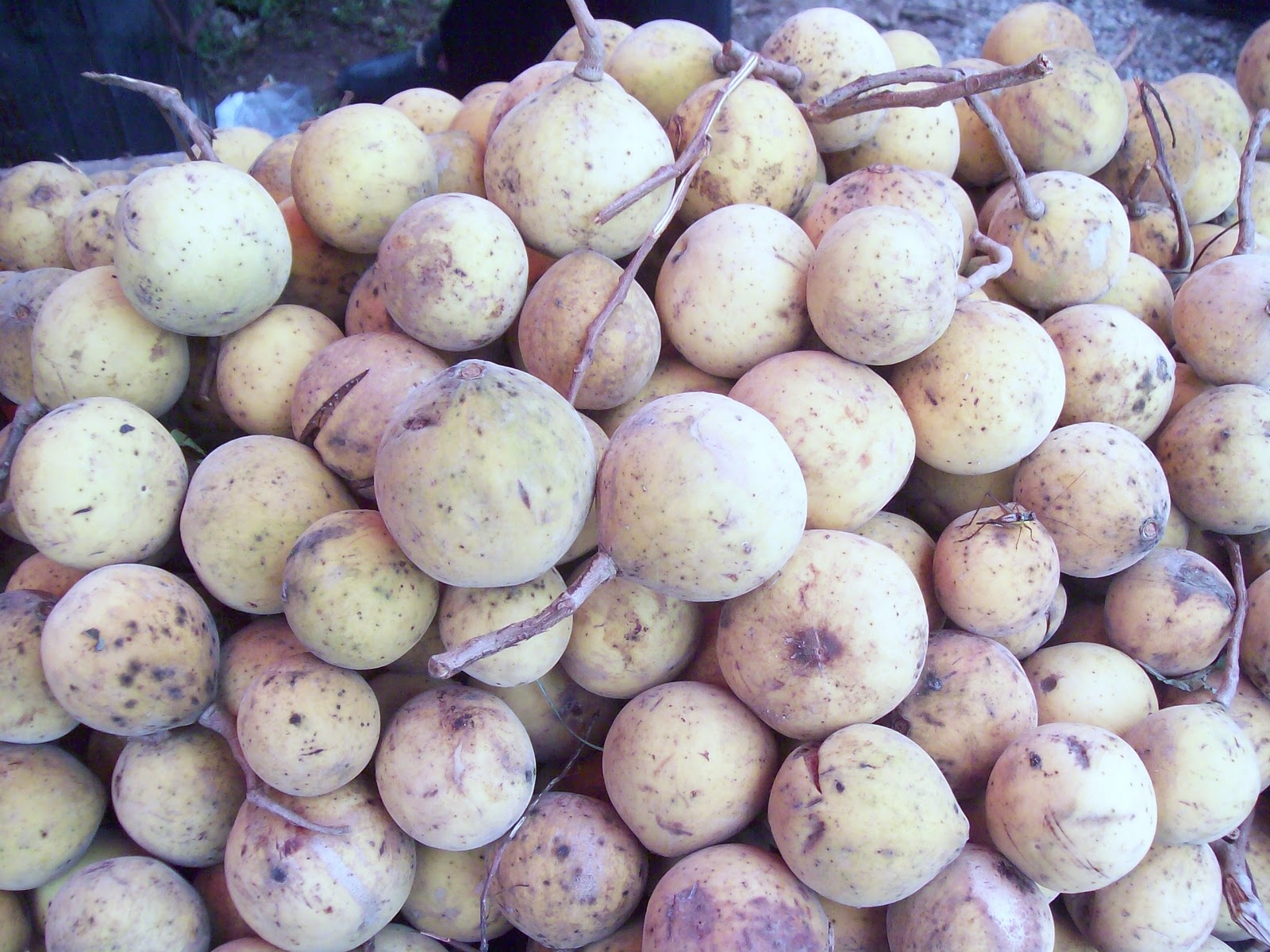 HANIS HOME TOUCH: Buah sentul