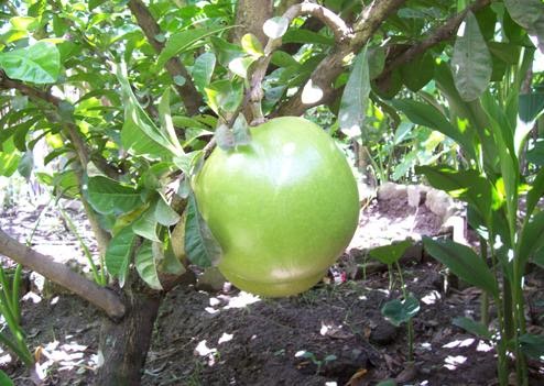 Miracle Fruit (Calabash Tree)