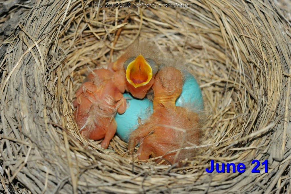 Northern Maine Birds: American Robins fledge from nest in Presque Isle