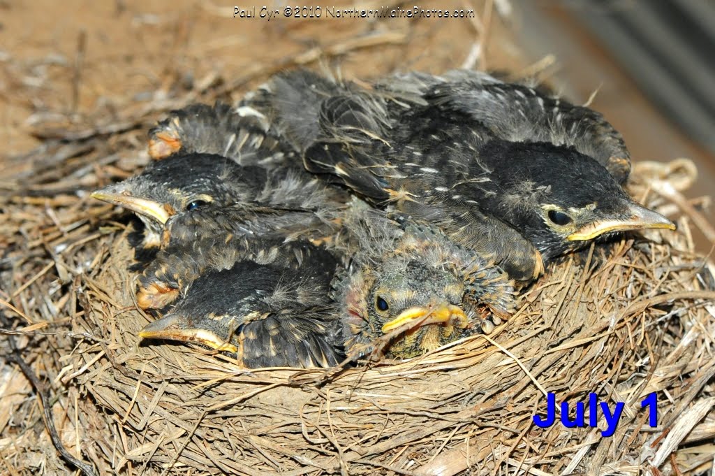 Northern Maine Birds: American Robins fledge from nest in Presque Isle