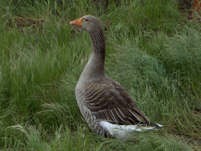 Diversidad diacrítica: Haciendo el ganso