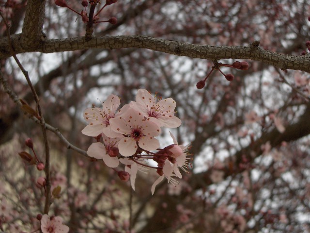 Visto lo visto: Almendro rosa
