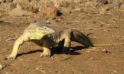 The Quantum Times: Tourists to be fed to Goanna Lizards