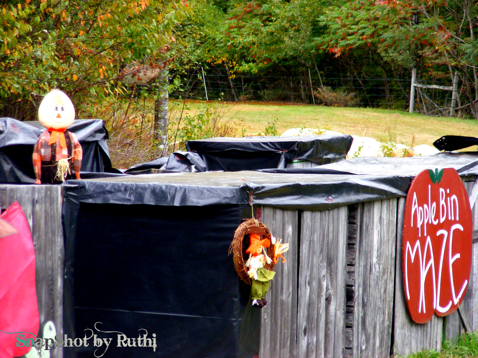 RuthinianGregoire: PYO Apple