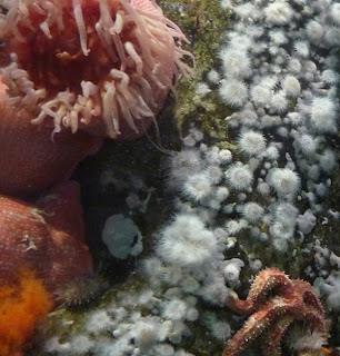 Kirsten Chursinoff: Anemones - Low Tide Countdown
