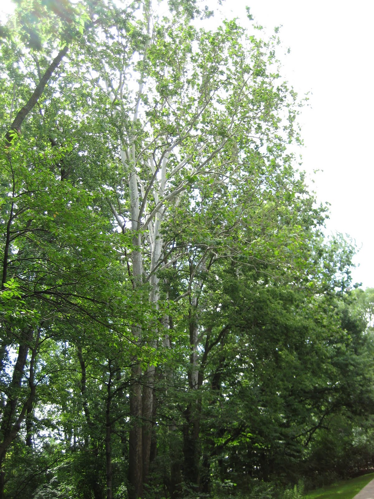 Oak Openings and Observations: The Sycamores of Michigan State