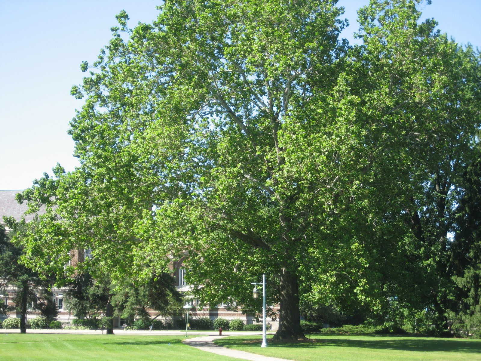 Oak Openings and Observations: The Sycamores of Michigan State