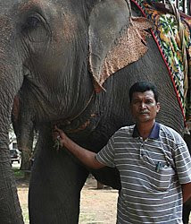 KI Media: Phnom Penh's totem elephant – Sambo – survives