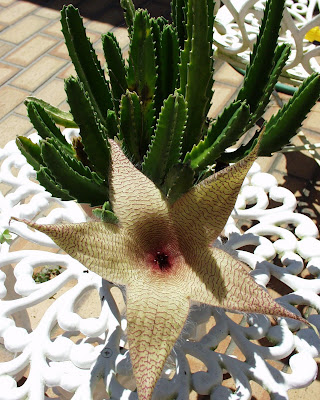 Tom's Green Thumb: Starfish Cactus