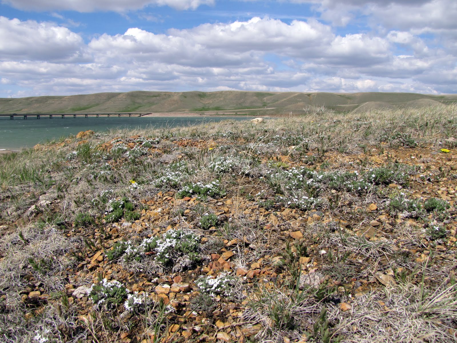 Birding by Shantz: Spring Trip 2010 - Day 9 - Chin Lake, Alberta
