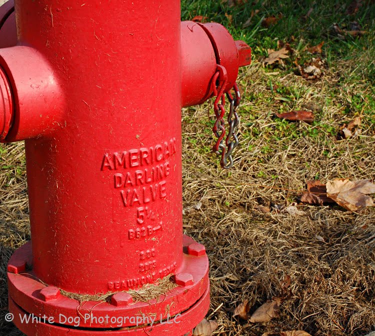 Middletown Daily Photo: A Darling Hydrant