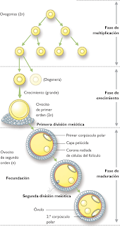 Blog de Biología: Ovogenesis