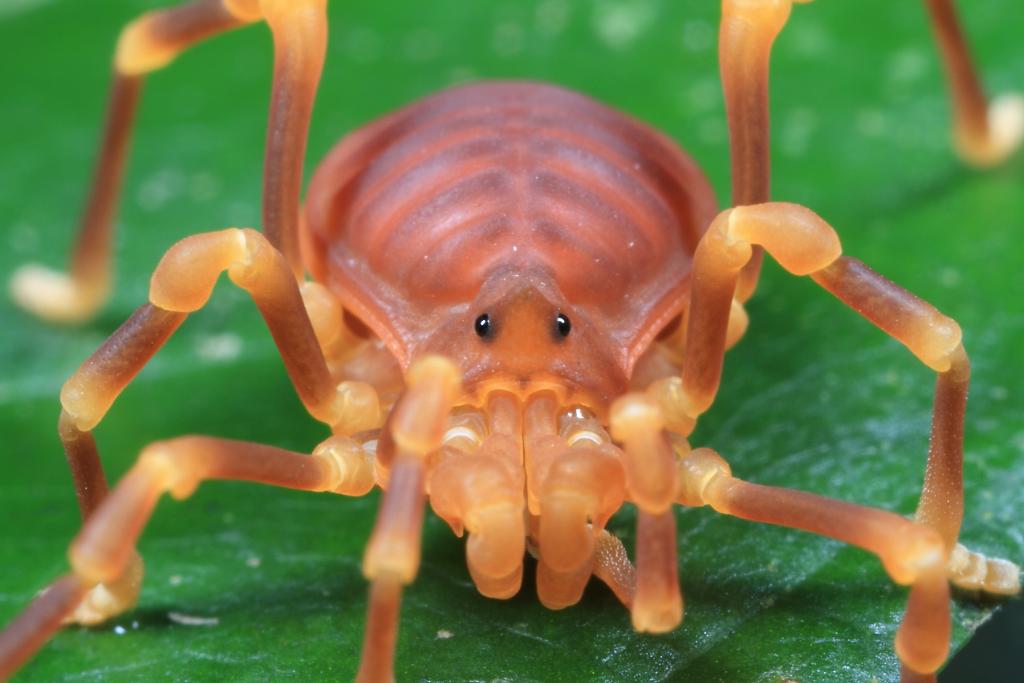 The Samosaurus Chronicles: May 2010