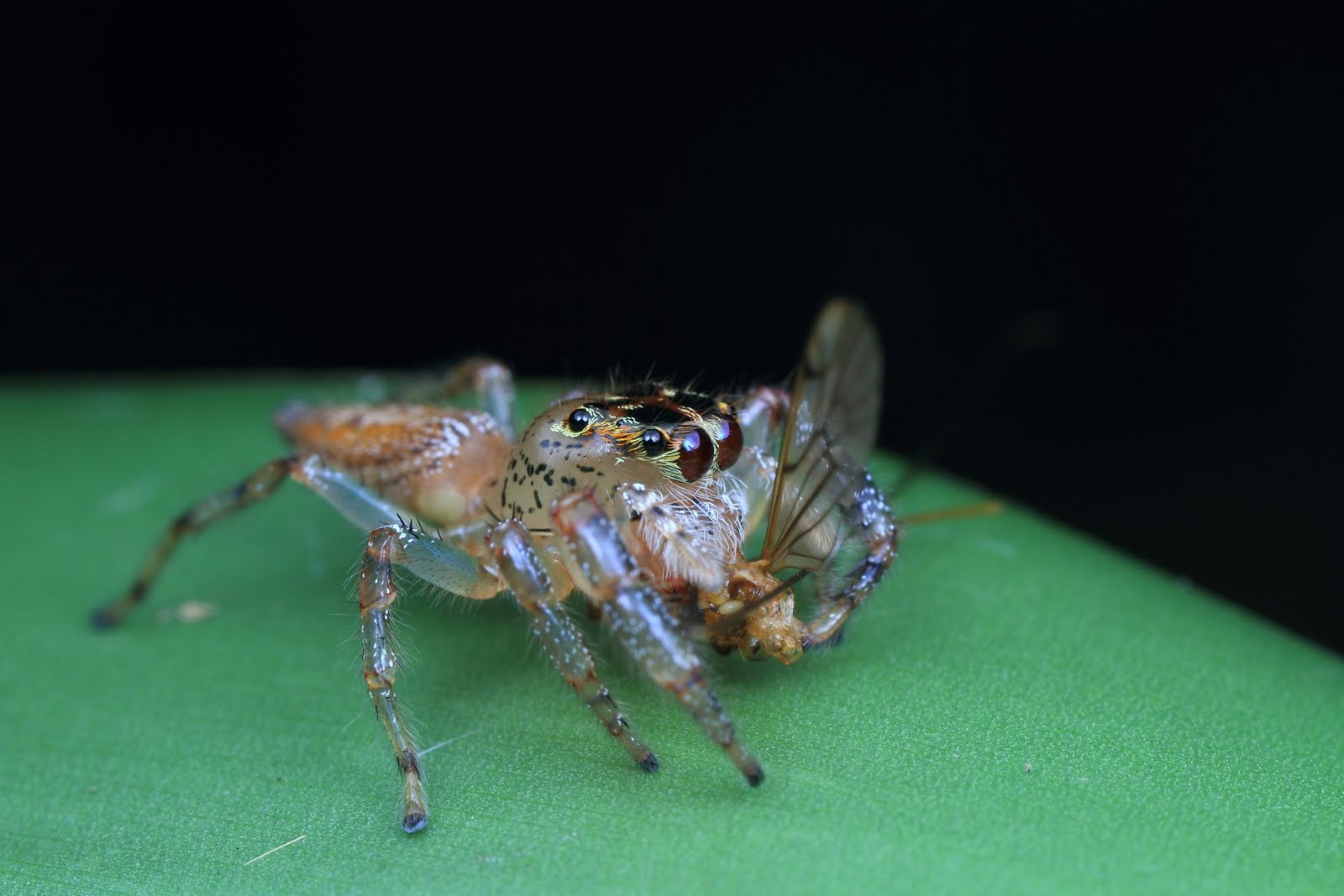 The Samosaurus Chronicles: Predator and prey