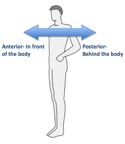 Anatomy2hour: Organization and Directional Terms