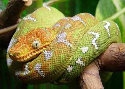 Bienvenidos a Selva Zoo!: BOA