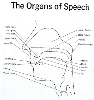 P H O N E T I C S I: The Human Speech Apparatus