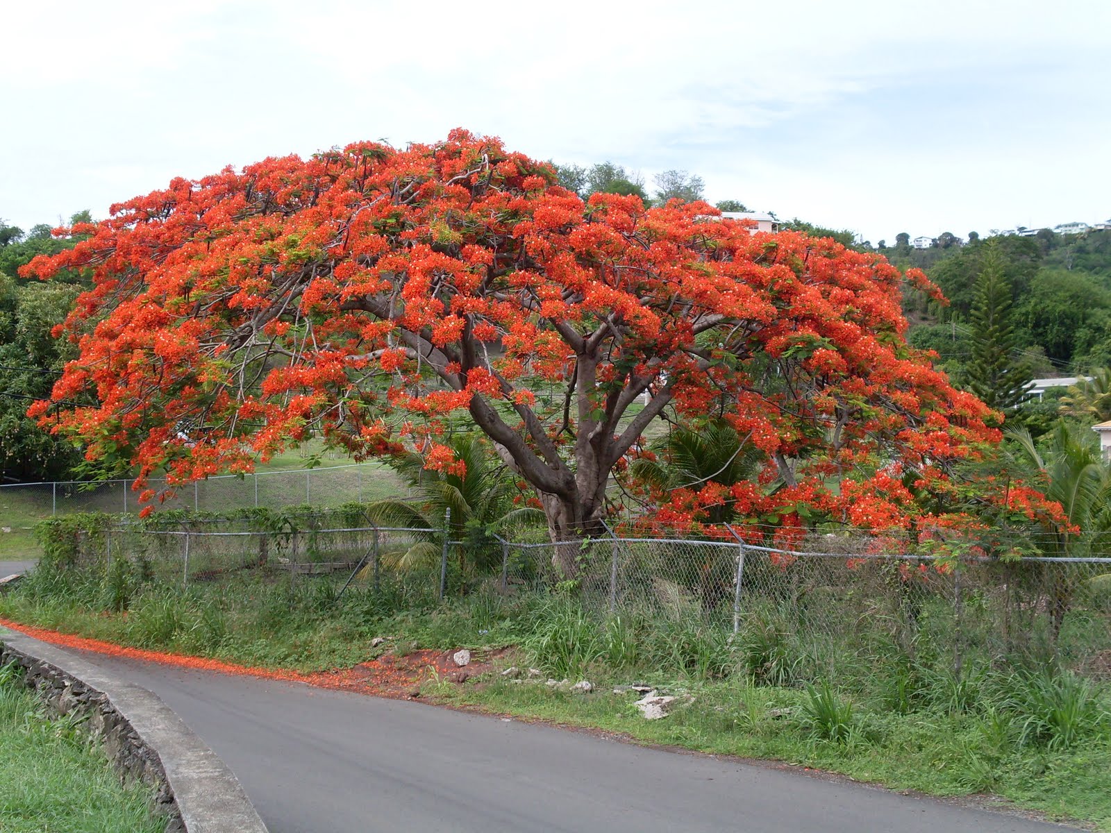 Gober & Volleyball in Grenada: Sat May 29, 2010 Junior National ...
