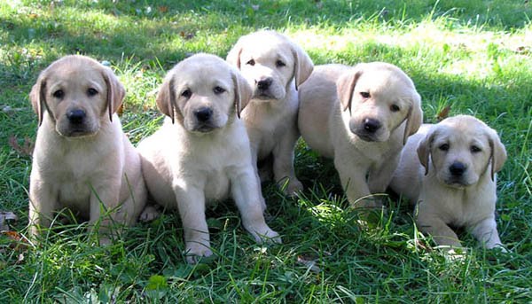 Orientar: LA TERAPIA ASISTIDA POR ANIMALES..........
