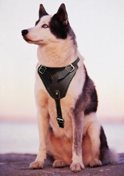 siberian husky supplies: Siberian husky Dog Body Harness for walkimg ...