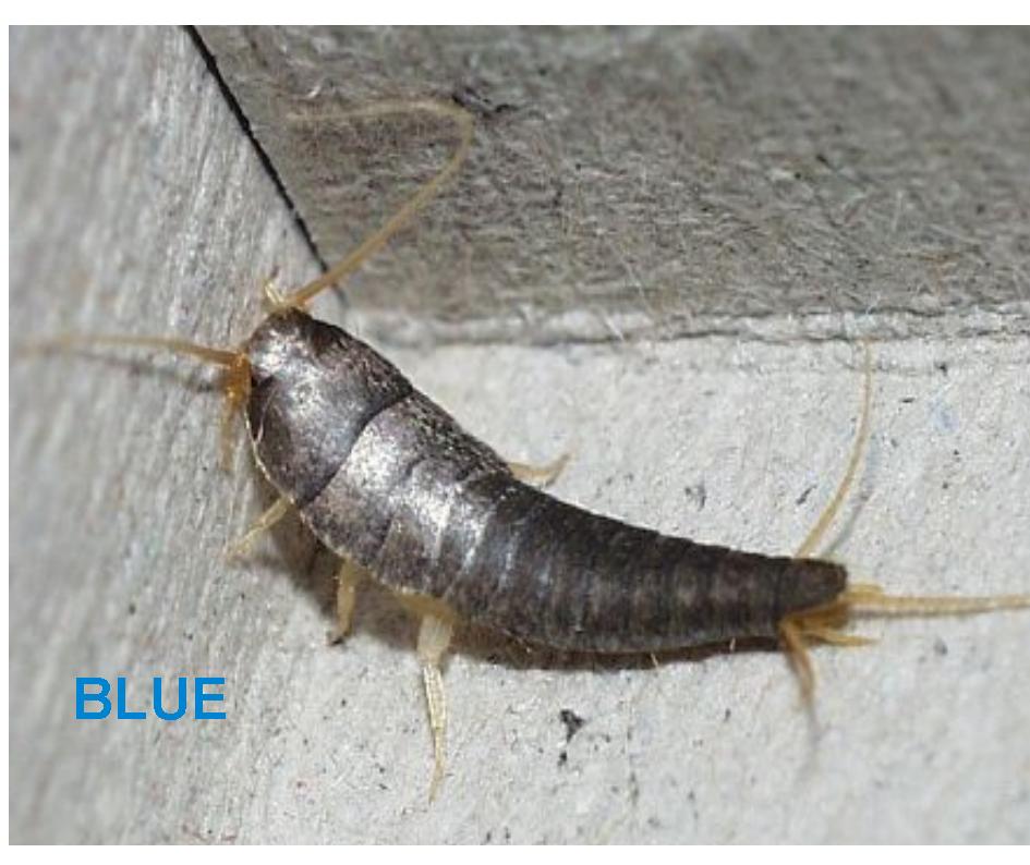 ¿Sabéis que bicho es este? | Página 4 | Mediavida