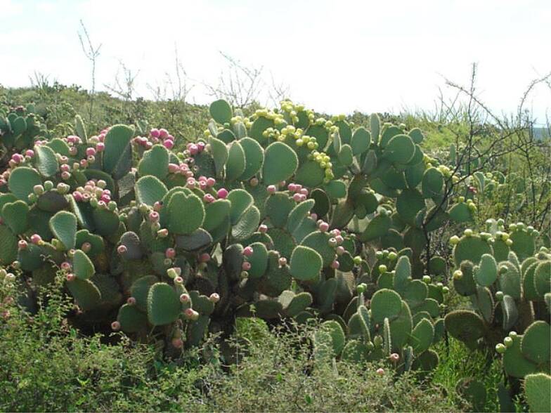ecolocosUCI611: nopal