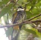 BREEDER CUCAK ROWO & MURAI BATU YOGYAKARTA: SUKU PYCNONOTIDEA ( CUCAK ...