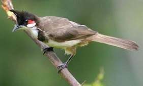 BREEDER CUCAK ROWO & MURAI BATU YOGYAKARTA: SUKU PYCNONOTIDEA ( CUCAK ...