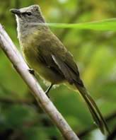 BREEDER CUCAK ROWO & MURAI BATU YOGYAKARTA: SUKU PYCNONOTIDEA ( CUCAK ...