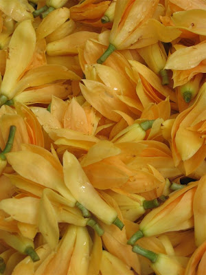 Mumbai Daily: August 2008