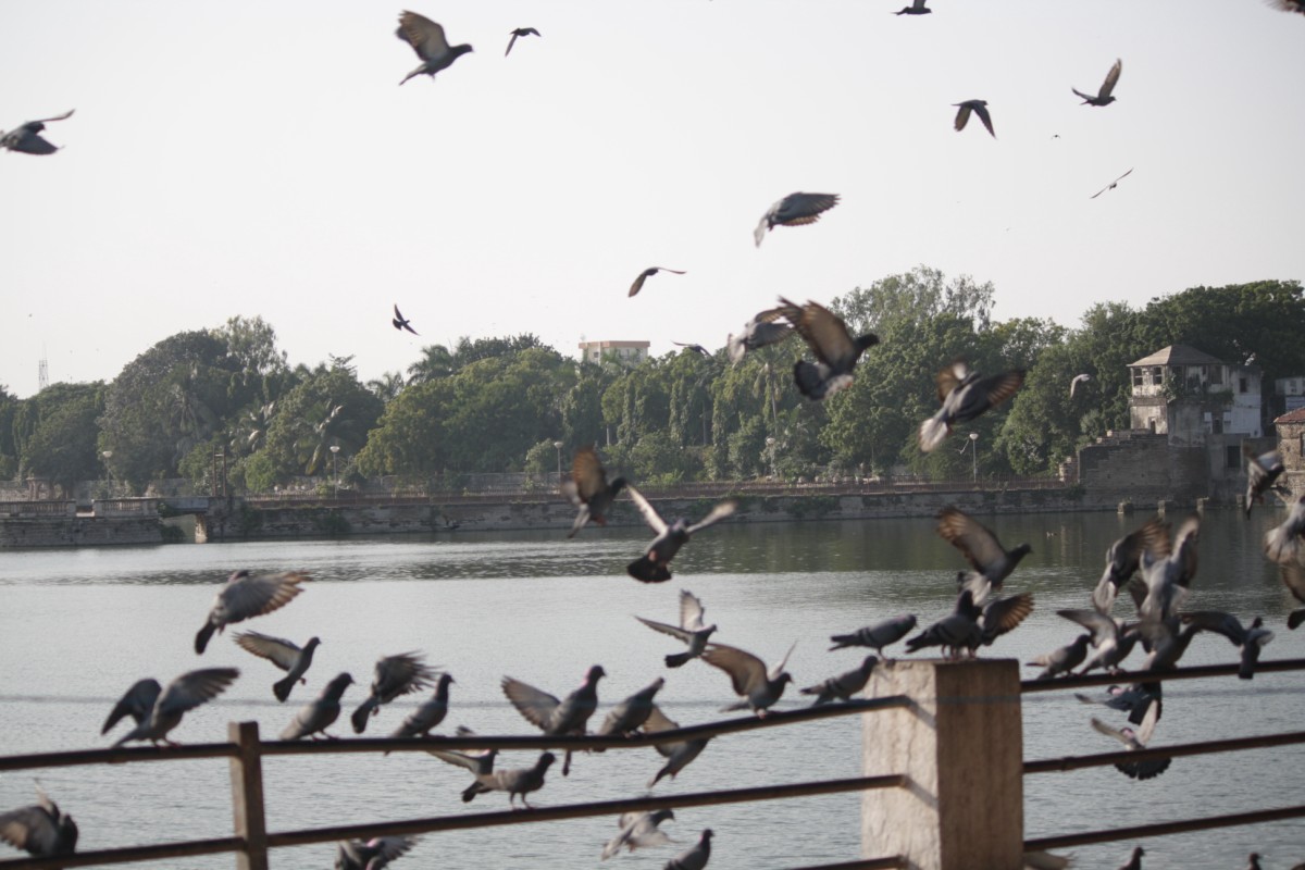 Travel magic: Jamnagar - The naturalist's haven