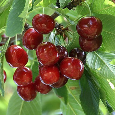 INTRE FEMEI si nu numai :)): CIRESELE... sanatate pura!!