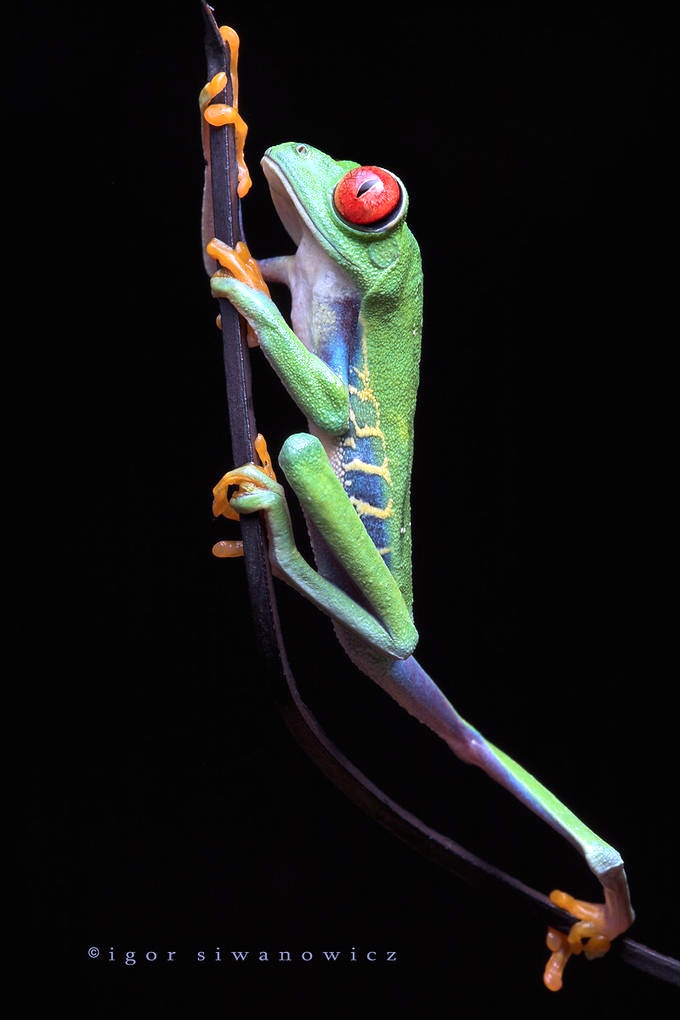 Amazing Microscopic Photography