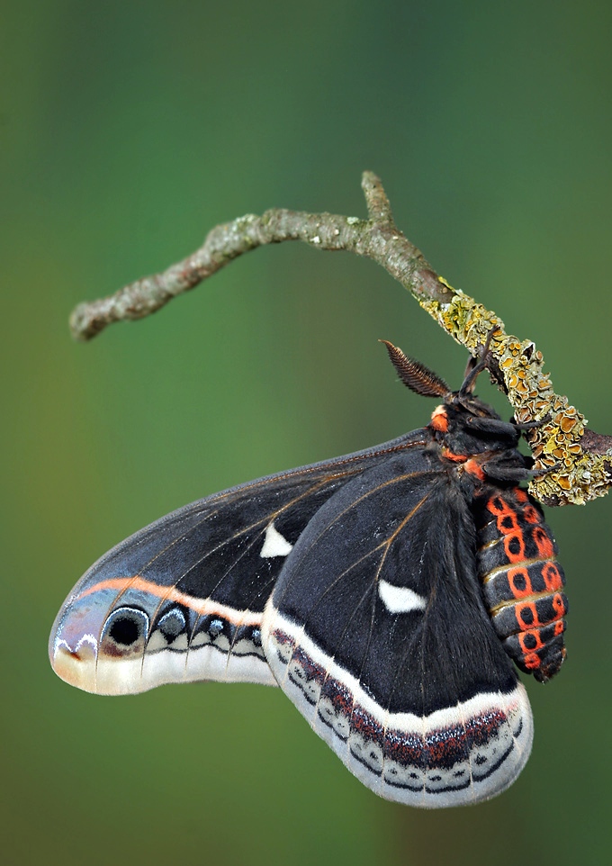 Amazing Microscopic Photography