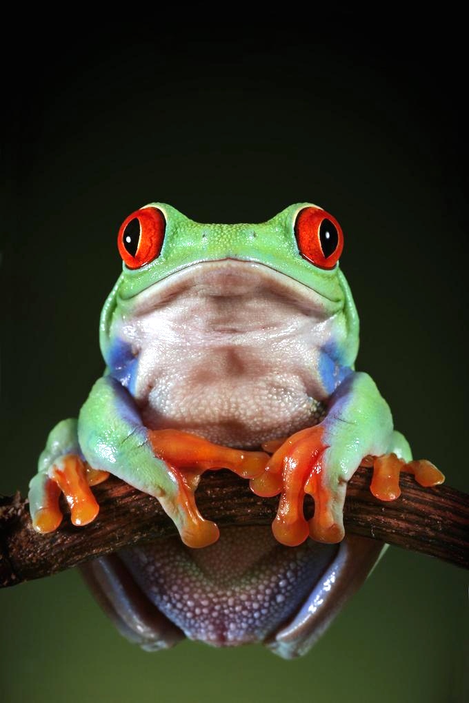 Amazing Microscopic Photography