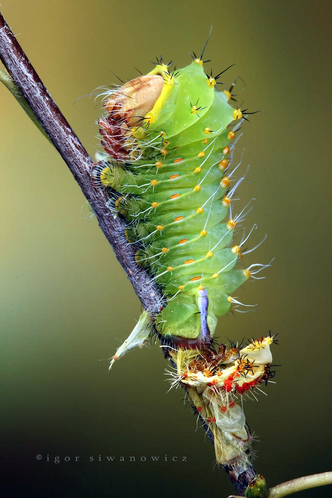 Amazing Microscopic Photography