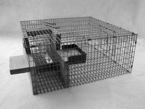 Sparrow & Starling Humane Bird Trap