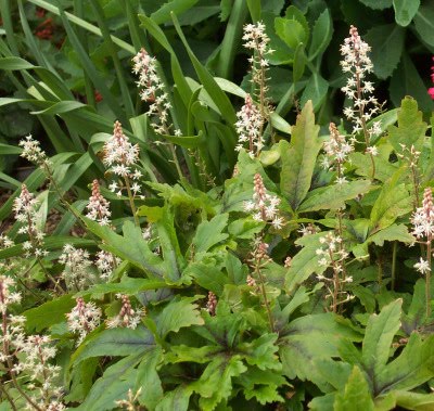 Coulee Gardens: Coral Bells