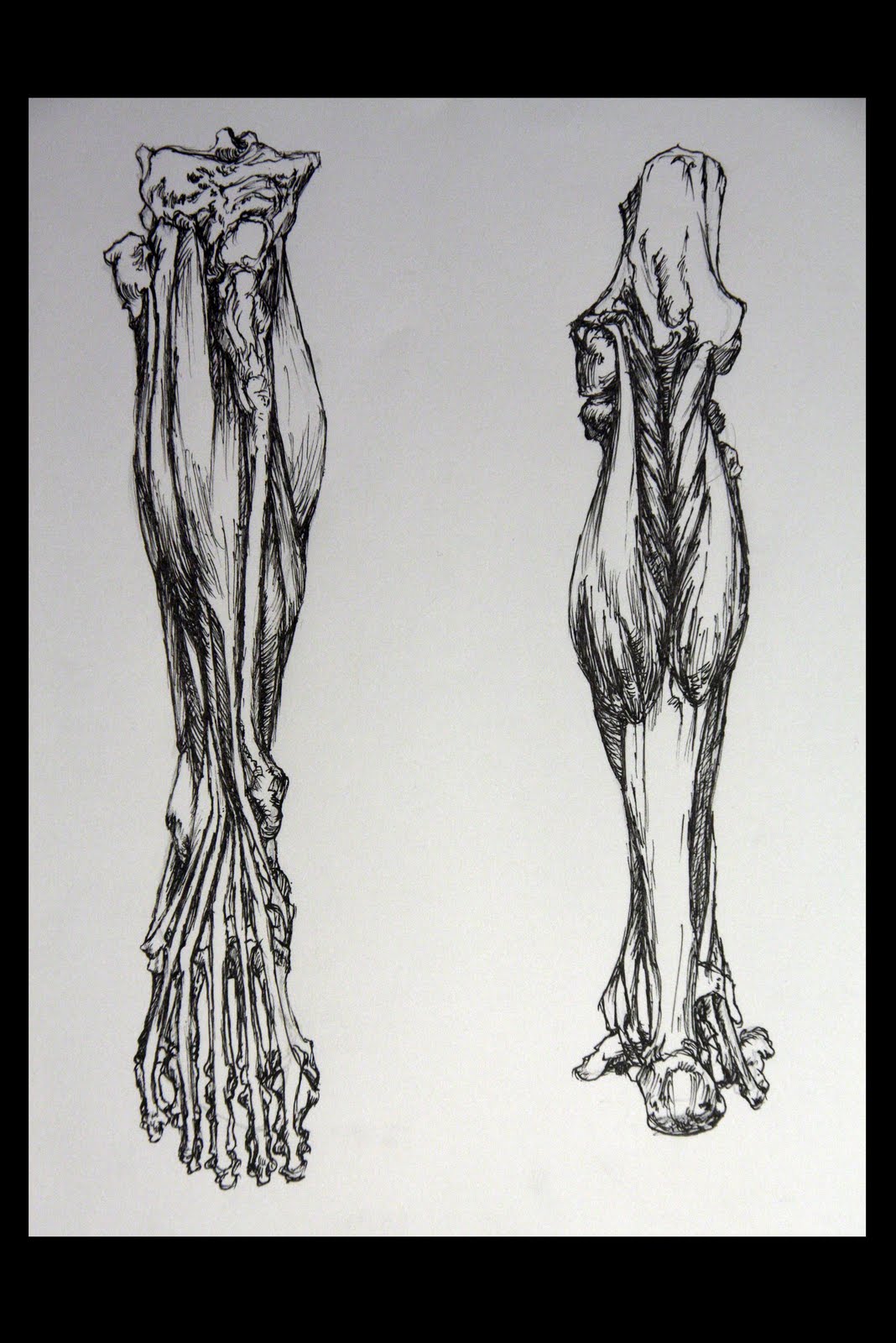 TANK's portfolio: more muscle study using pen