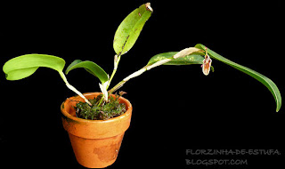 Florzinha de estufa: Restrepia pelyx