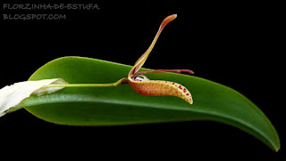 Florzinha de estufa: Restrepia pelyx