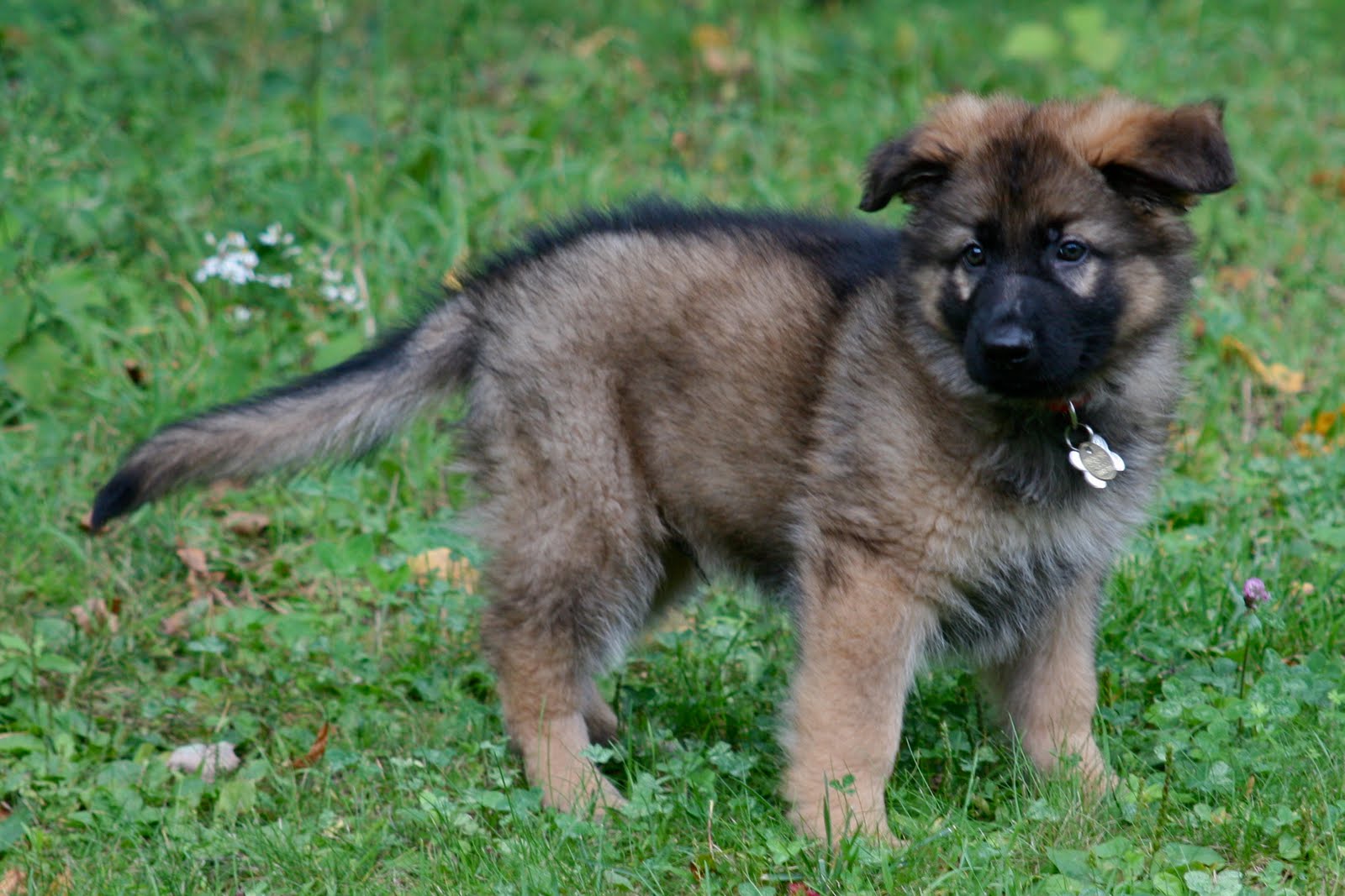 Preppy Puppies: The Tripper Project