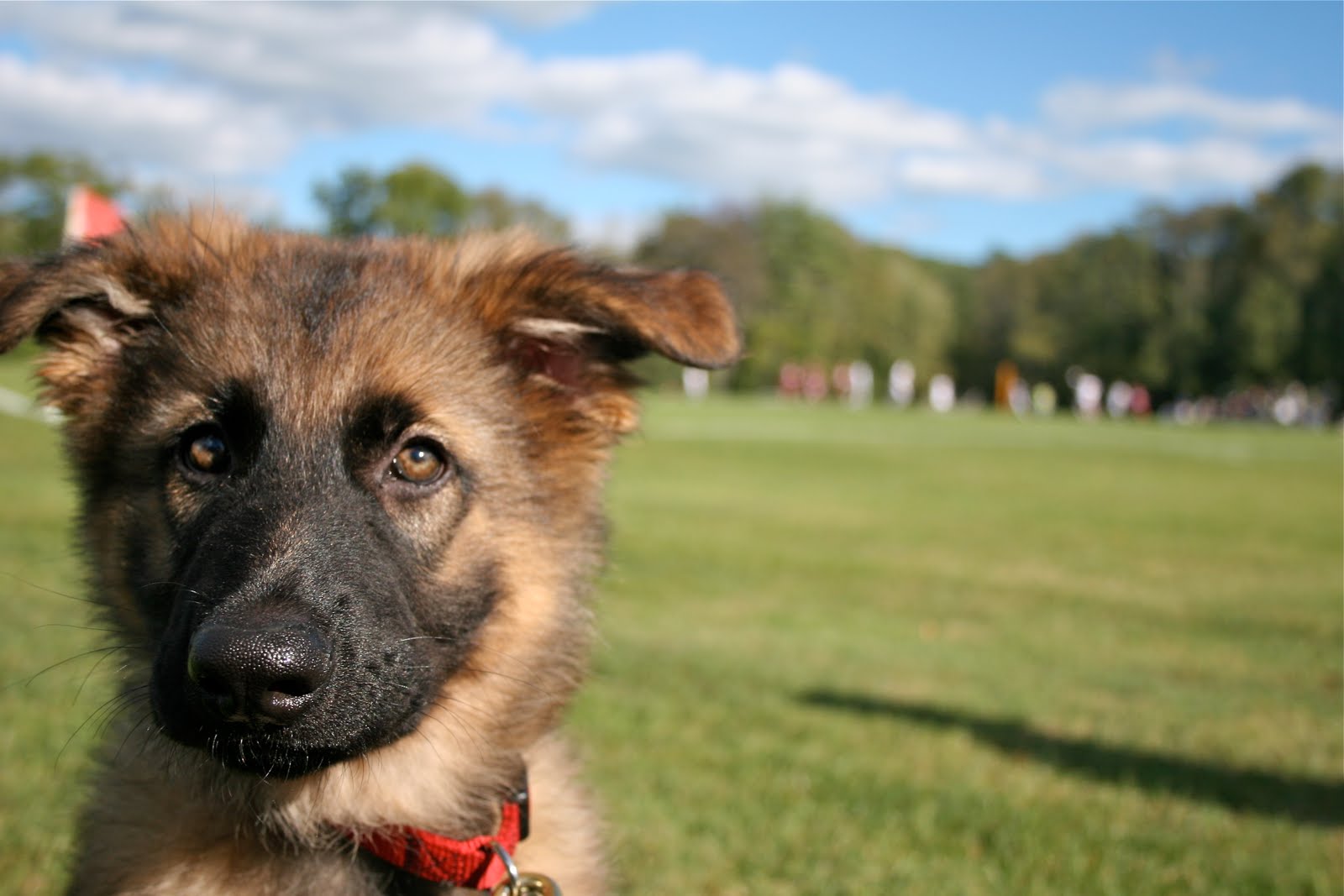 Preppy Puppies: The Tripper Project