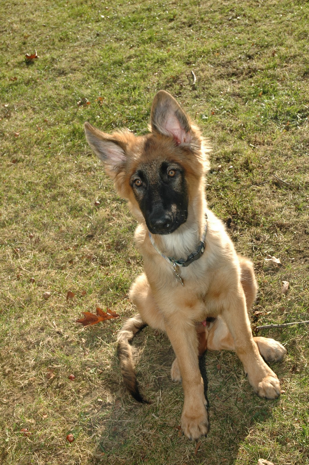 Preppy Puppies: The Tripper Project