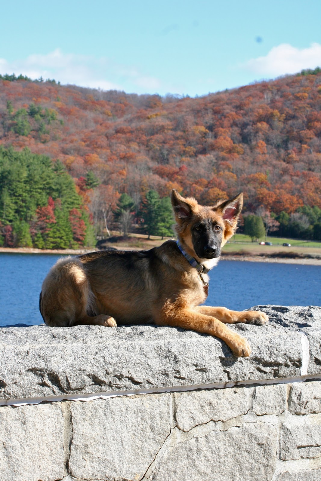 Preppy Puppies: The Tripper Project
