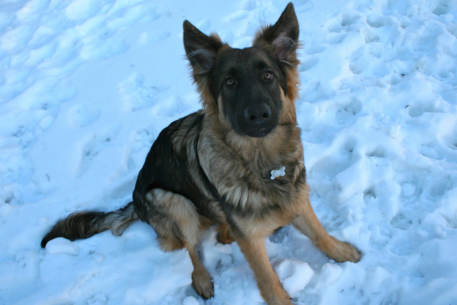 Preppy Puppies: The Tripper Project